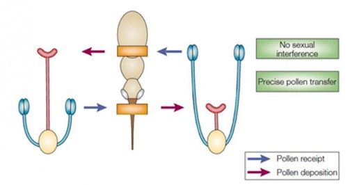 Um pequeno grande detalhe faz a diferença: como se reproduzem as azedas ...