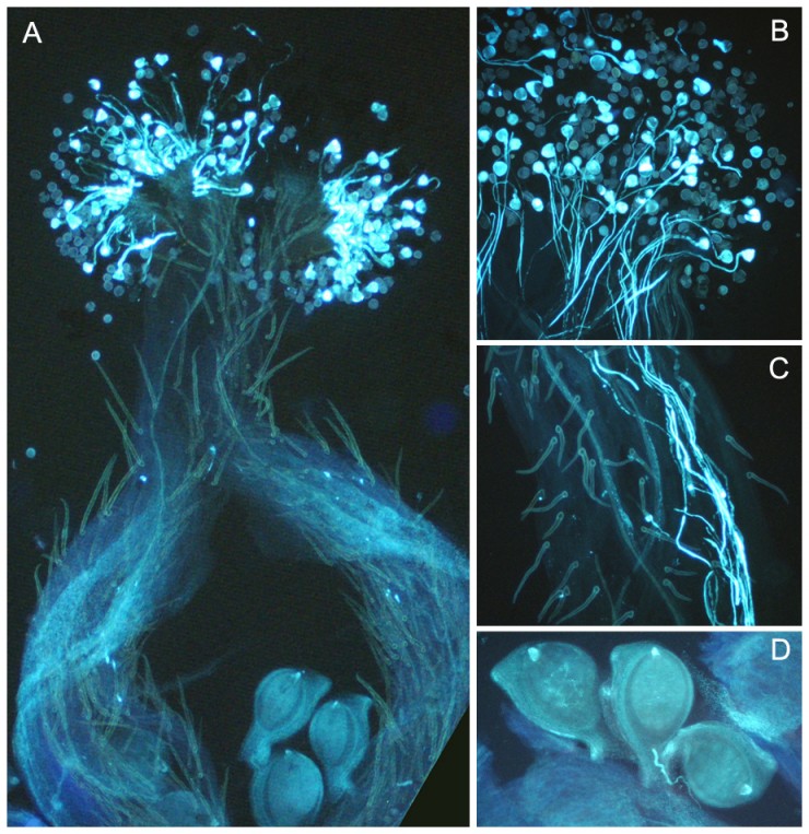 Um pequeno grande detalhe faz a diferença: como se reproduzem as azedas ...