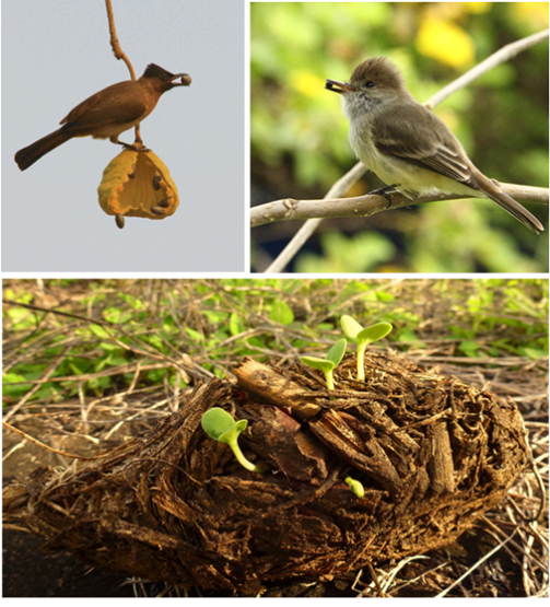 Artigo convidado - Redes de dispersão de sementes e invasões biológicas ...
